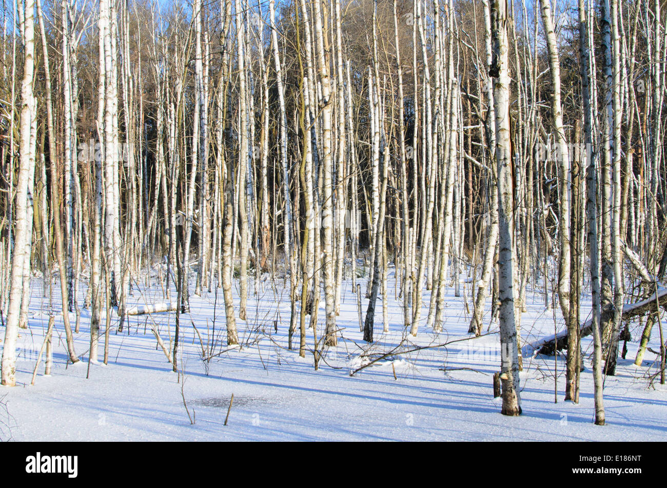 Birches trees hi-res stock photography and images - Alamy