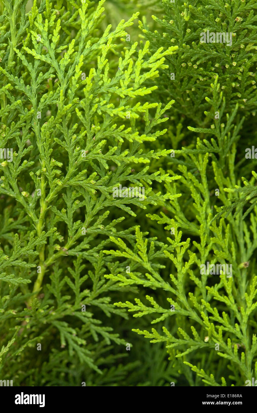 Arborvitae cypress hi-res stock photography and images - Alamy