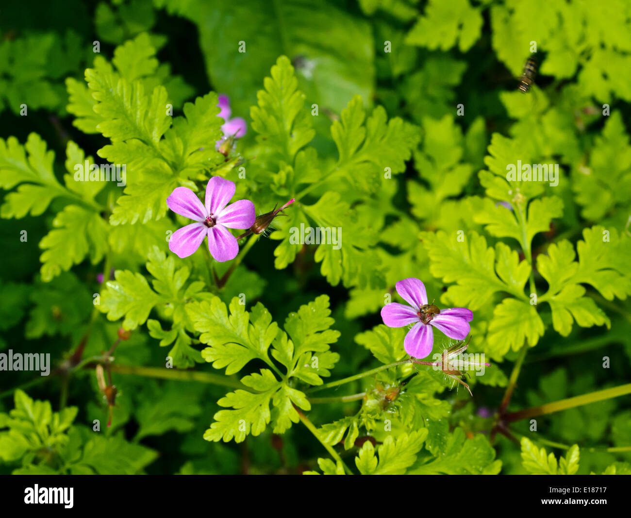 Herb Robert in Flower Stock Photo - Alamy