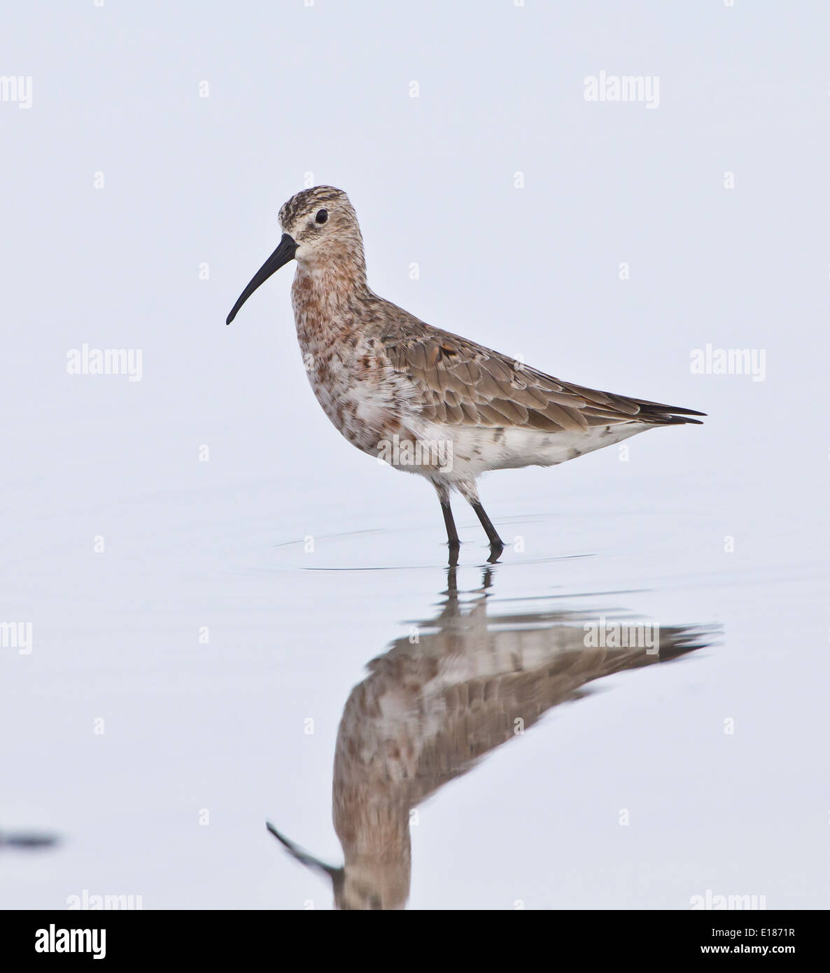 Curlew Sandpiper Calidris ferruginea in near breeding plumage May Stock ...