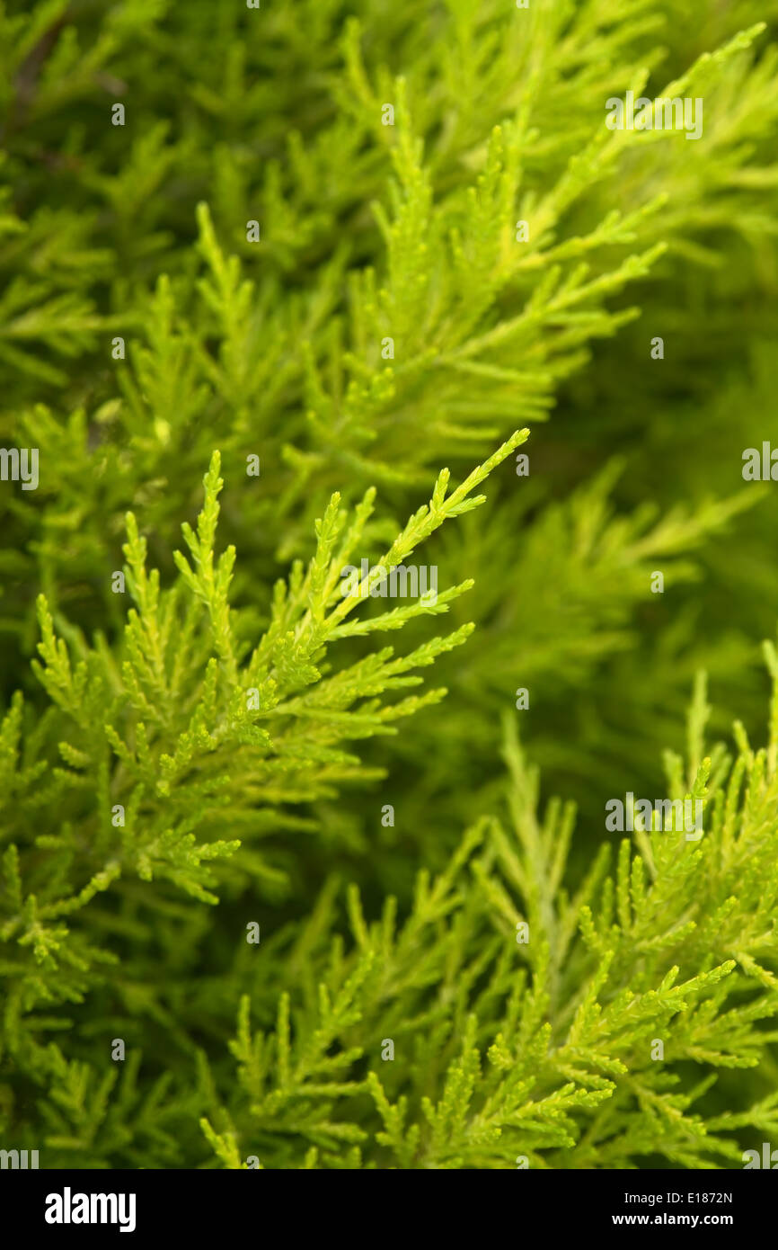 Arborvitae cypress hi-res stock photography and images - Alamy