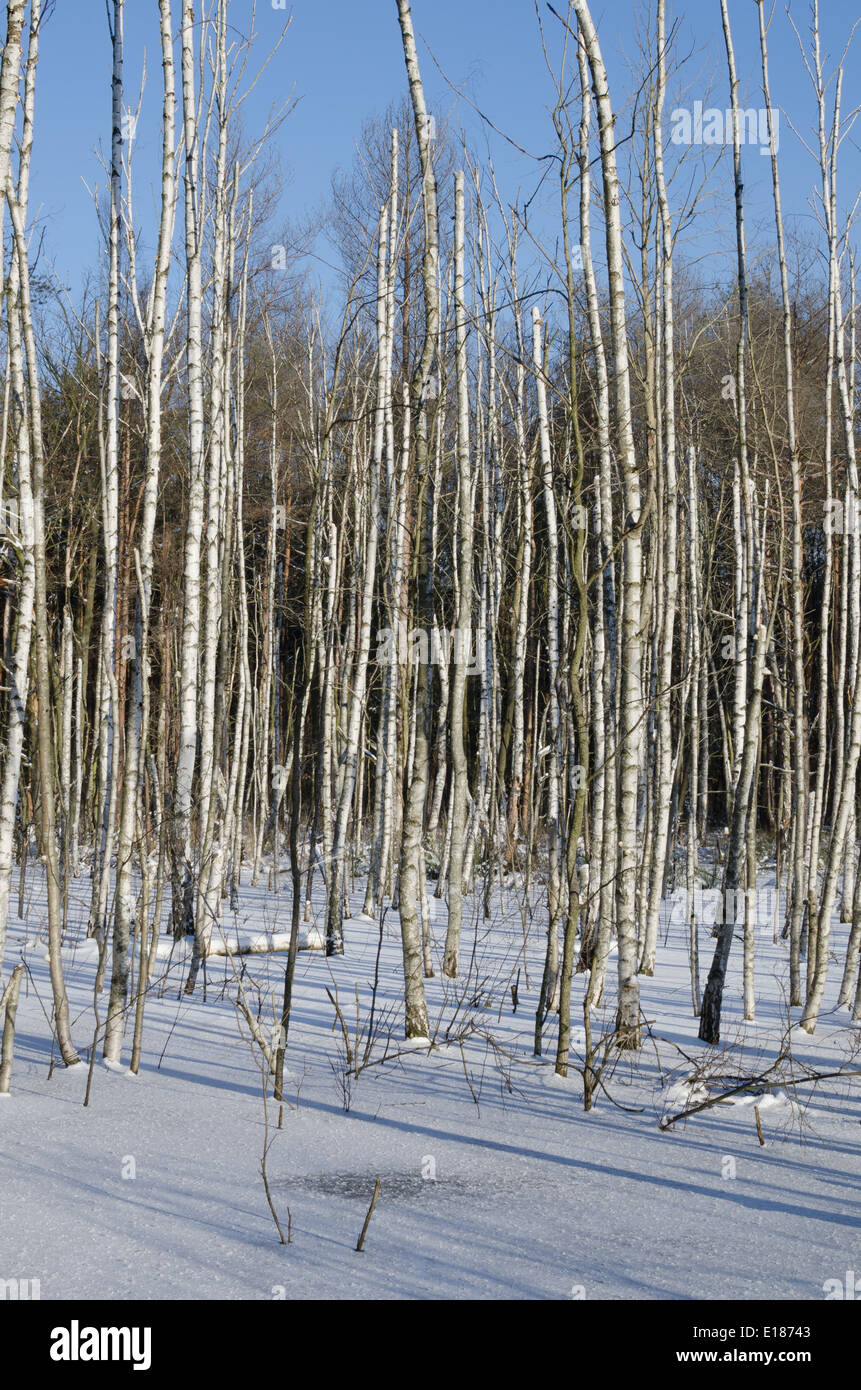 Birch trees in winter hi-res stock photography and images - Alamy