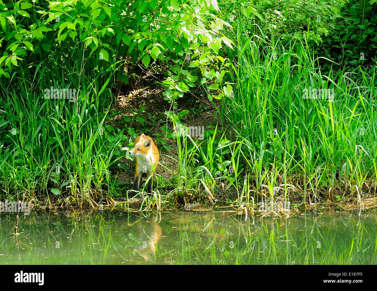 Female Red Fox by river channel outside of den. (Vulpes vulpes Stock ...