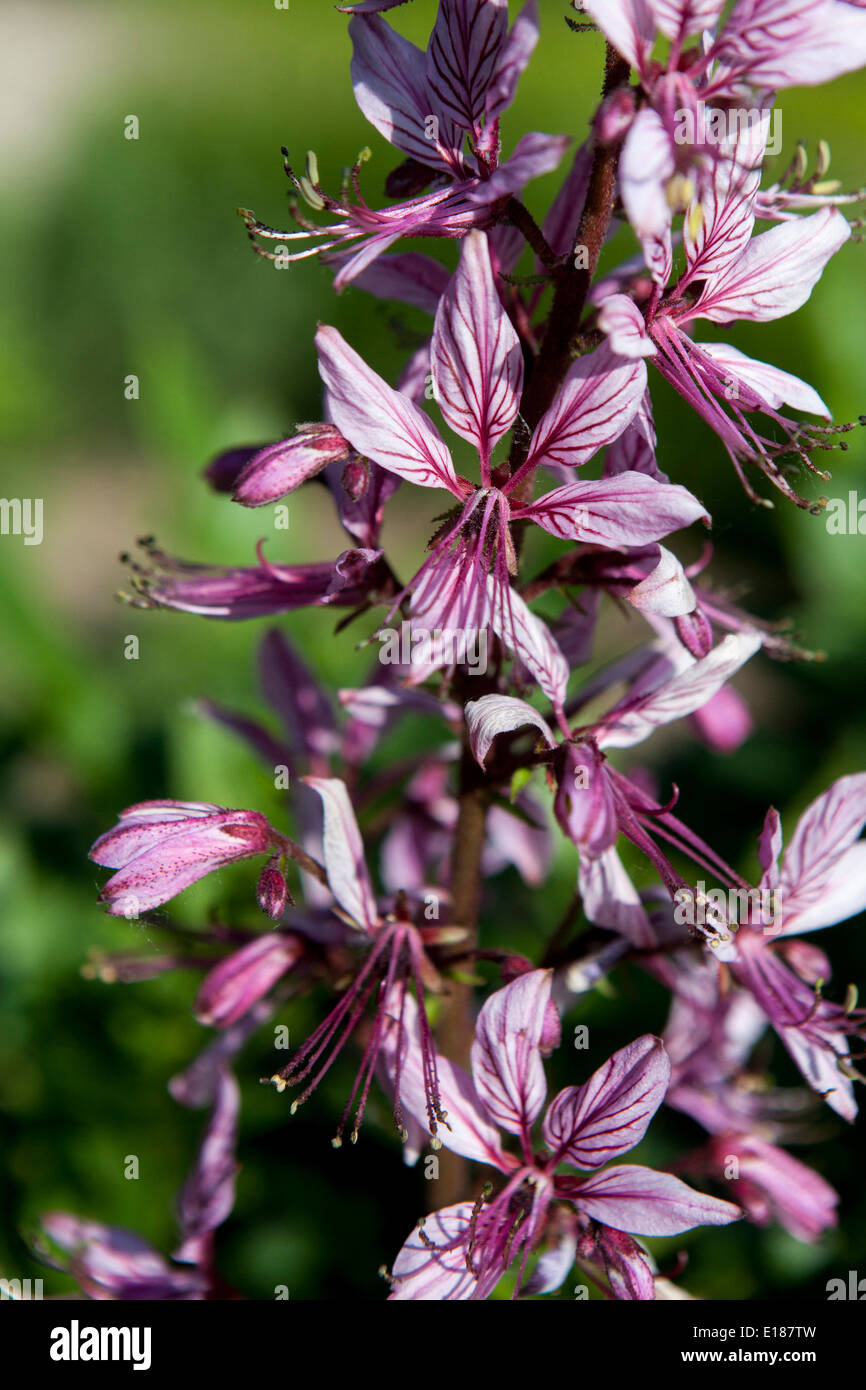 Pink Gas Plant Dictamnus albus 'Purpureus' close up flower Stock Photo ...