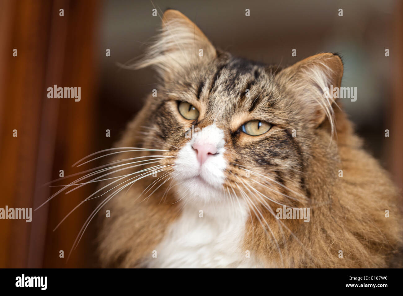 Maine Coon Portrait Stock Photo - Alamy