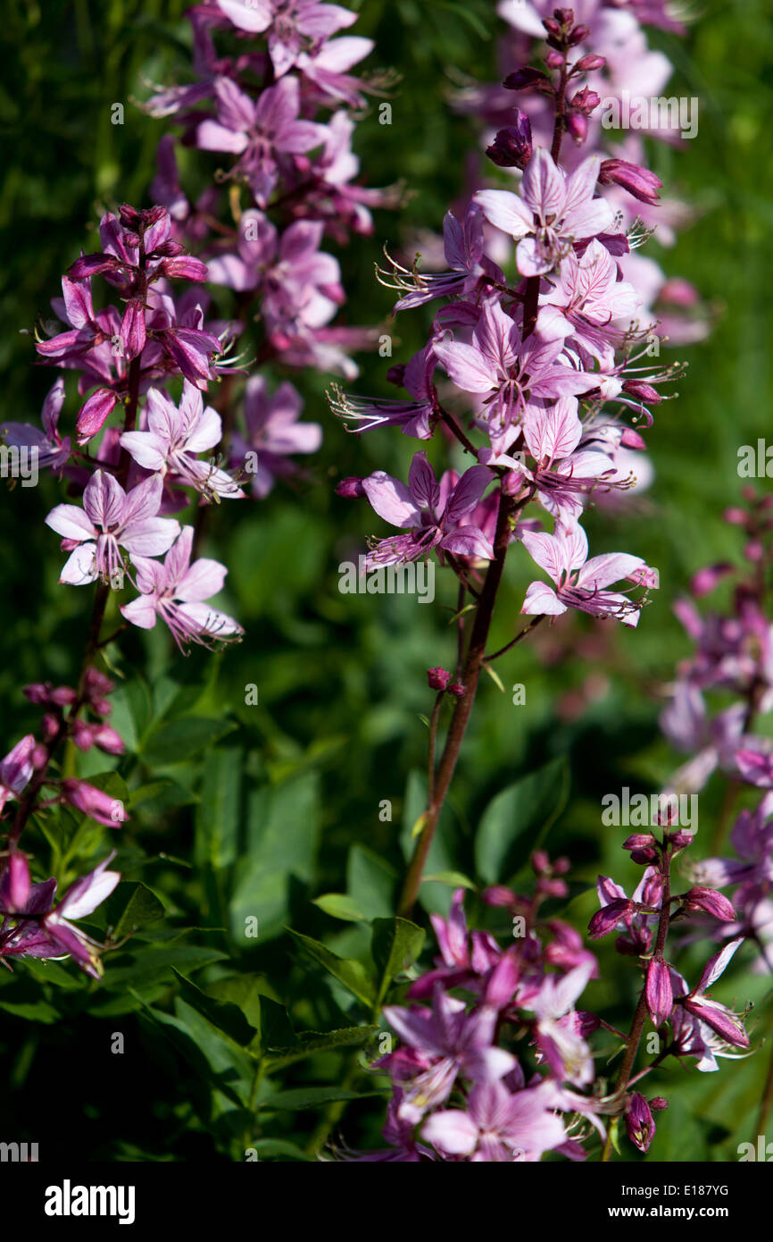 Pink Gas Plant Dictamnus albus 'Purpureus' Stock Photo - Alamy