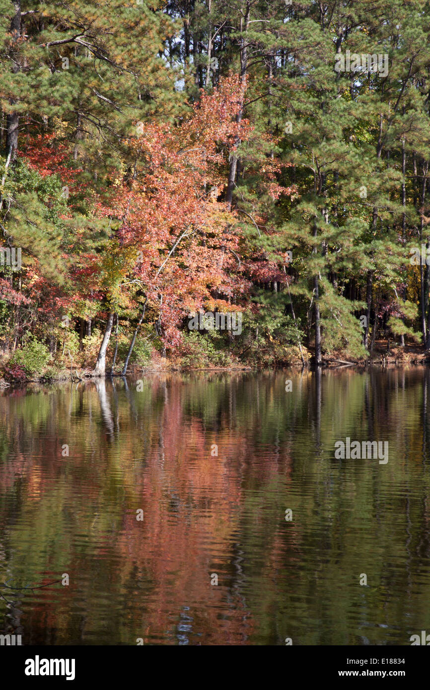 Fall trees reflected in a quiet lake Stock Photo - Alamy
