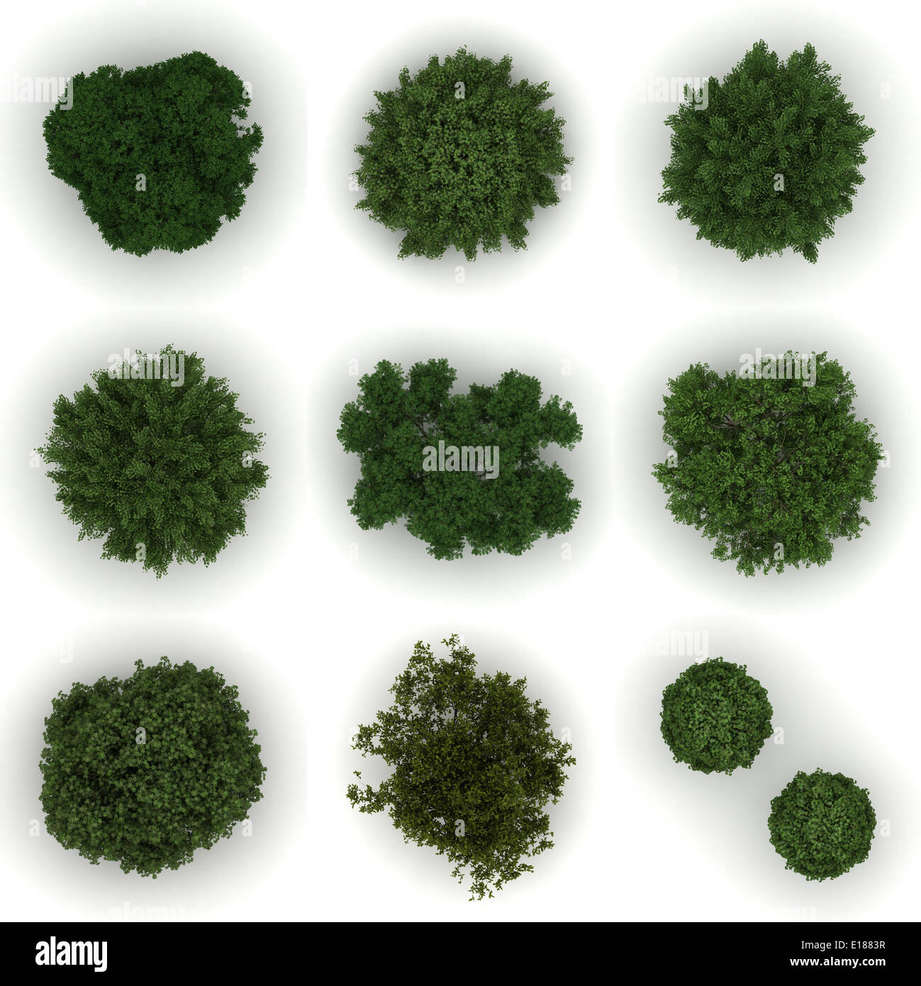 Different trees hi-res stock photography and images - Alamy