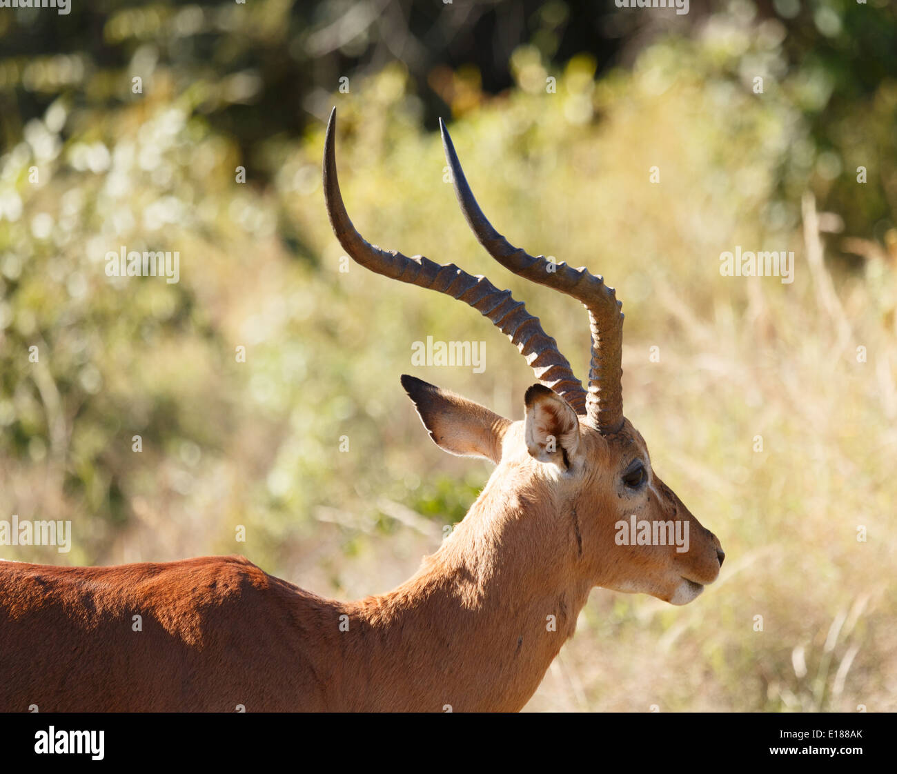 Male impala antelope (Aepyceros melampus) with its beautifully curved ...