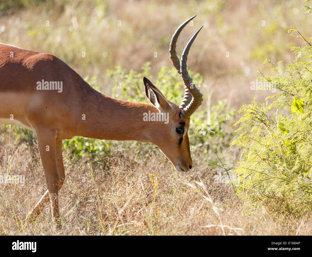 Male impala antelope (Aepyceros melampus) with its beautifully curved ...