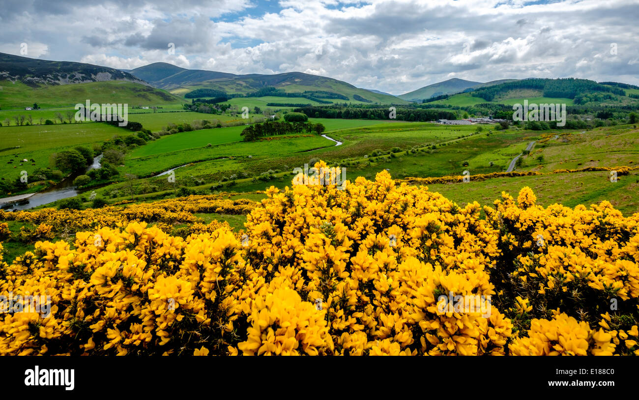 Gorse bushes in flower in the Scottish Borders - with the river Tweed ...