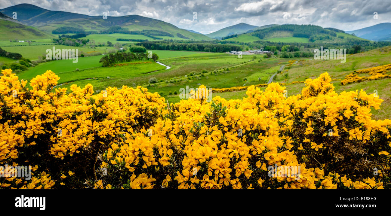 Gorse bushes in flower in the Scottish Borders - with the river Tweed ...