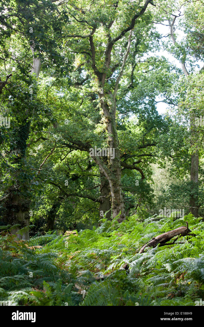 Oak Tree The Sloden Inclosure between Frogham and Fritham The New ...