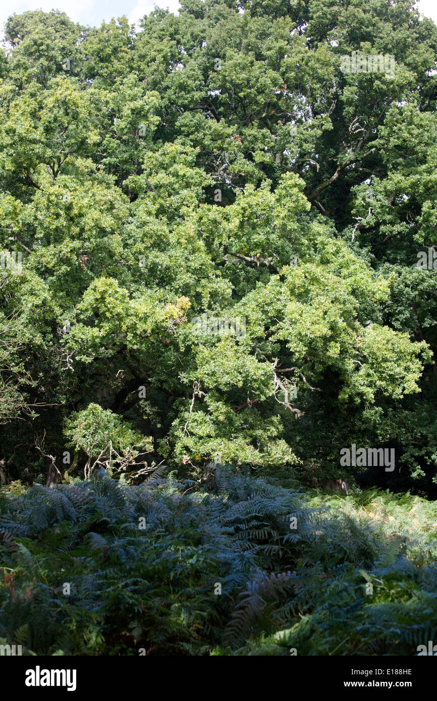 Frogham hi-res stock photography and images - Alamy