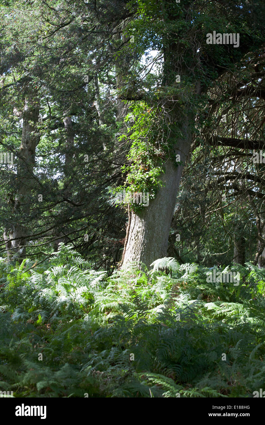 Oak Tree The Sloden Inclosure between Frogham and Fritham The New ...