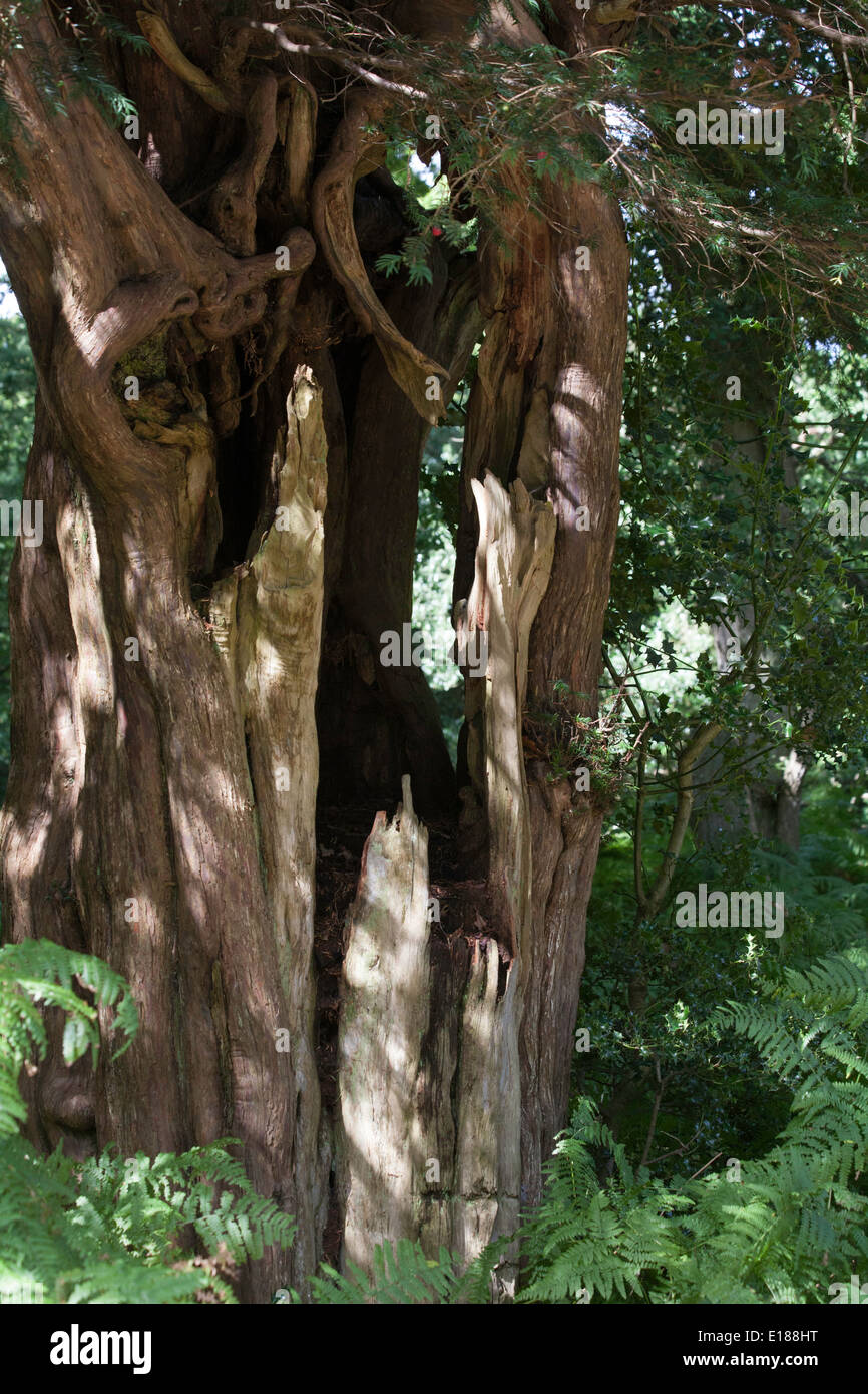 Yew Tree Trunk The Sloden Inclosure between Frogham and Fritham The New ...