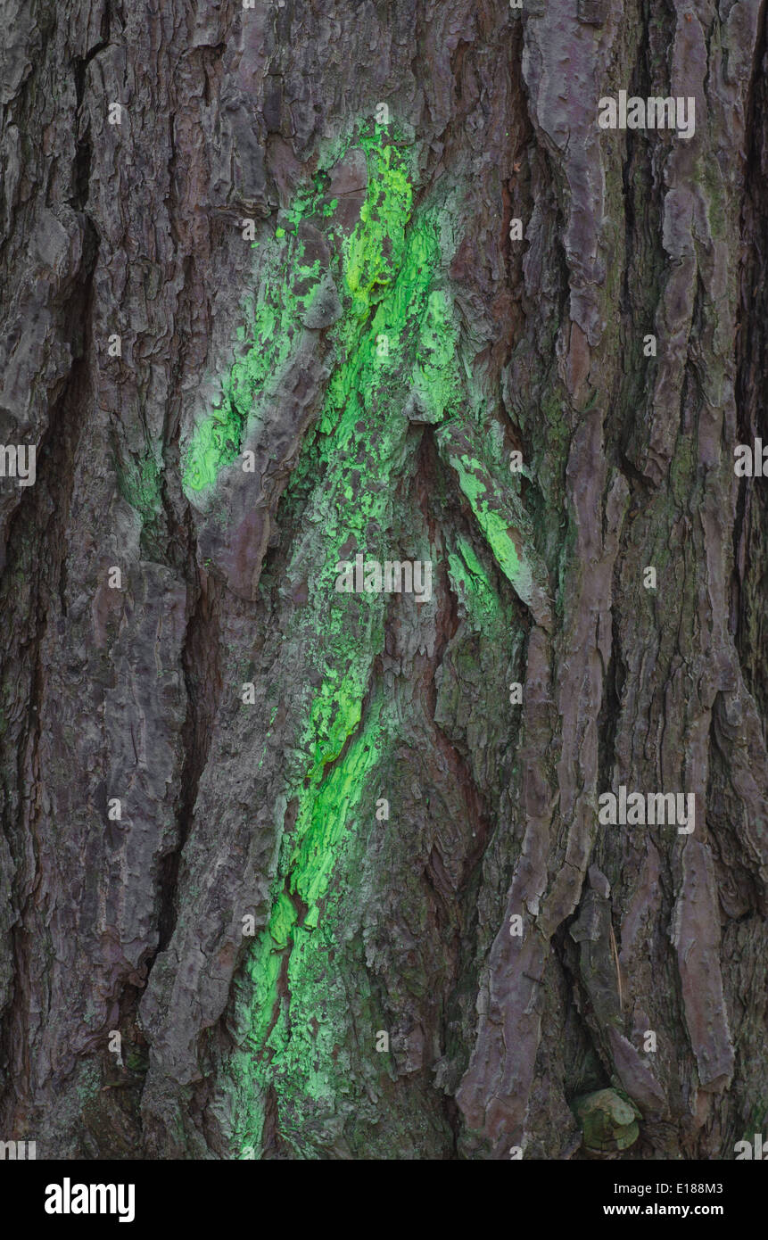 green arrow painted on tree trunk Stock Photo - Alamy
