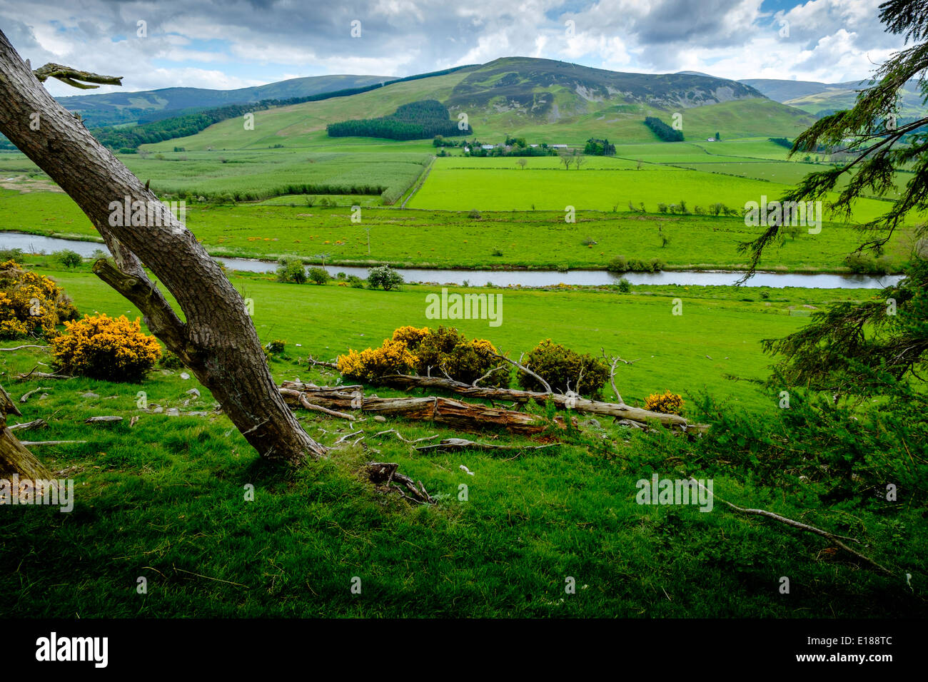 Gorse bushes in flower in the Scottish Borders - with the river Tweed ...