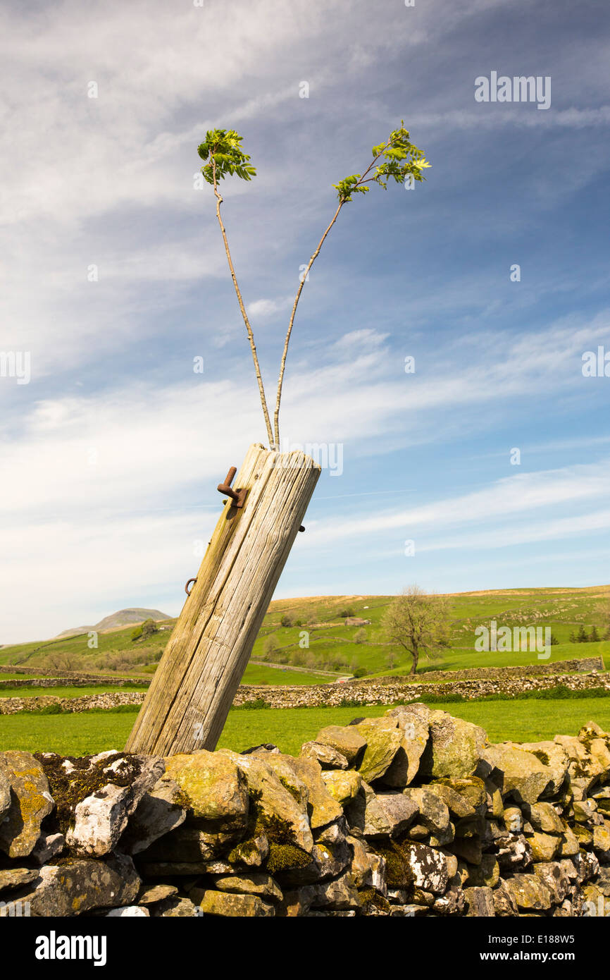 Tree growing out of a wall hi-res stock photography and images - Alamy