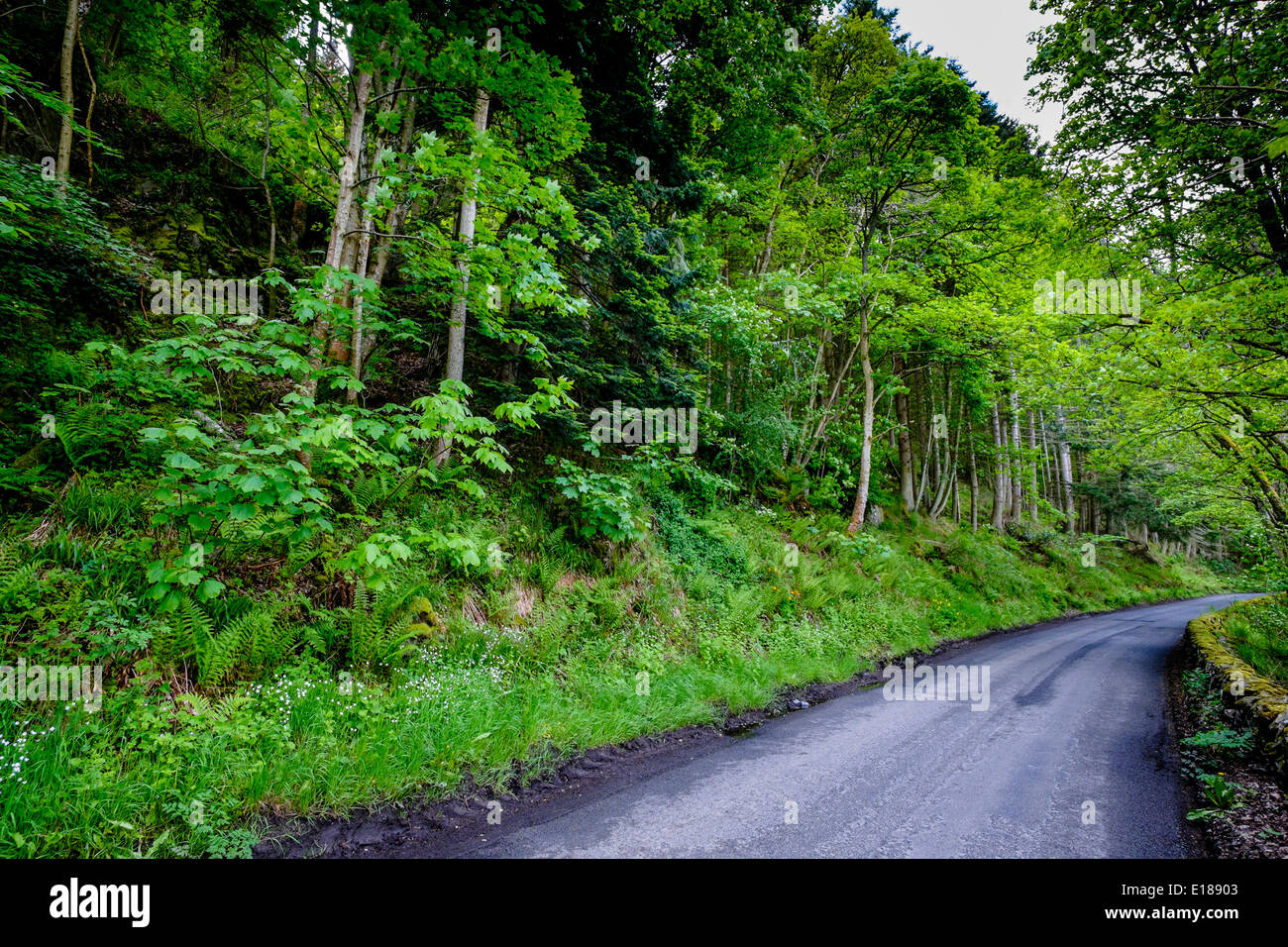 Cardrona forest hi-res stock photography and images - Alamy