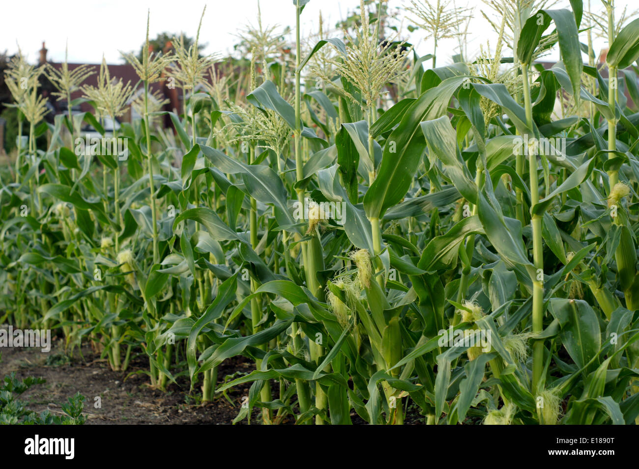 Allotment Sweet corn plants Stock Photo - Alamy