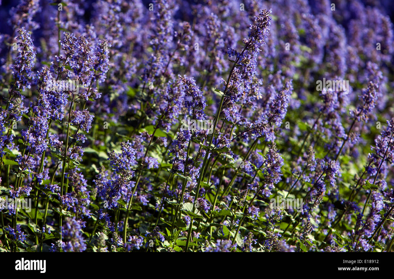 Blue nepeta hi-res stock photography and images - Alamy