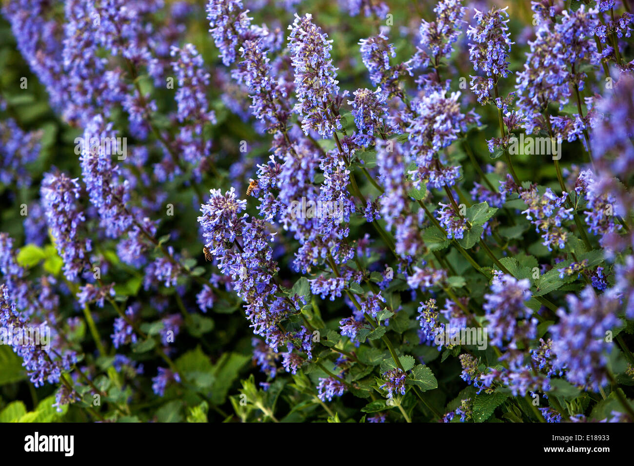 Catnip flowers bed hi-res stock photography and images - Alamy