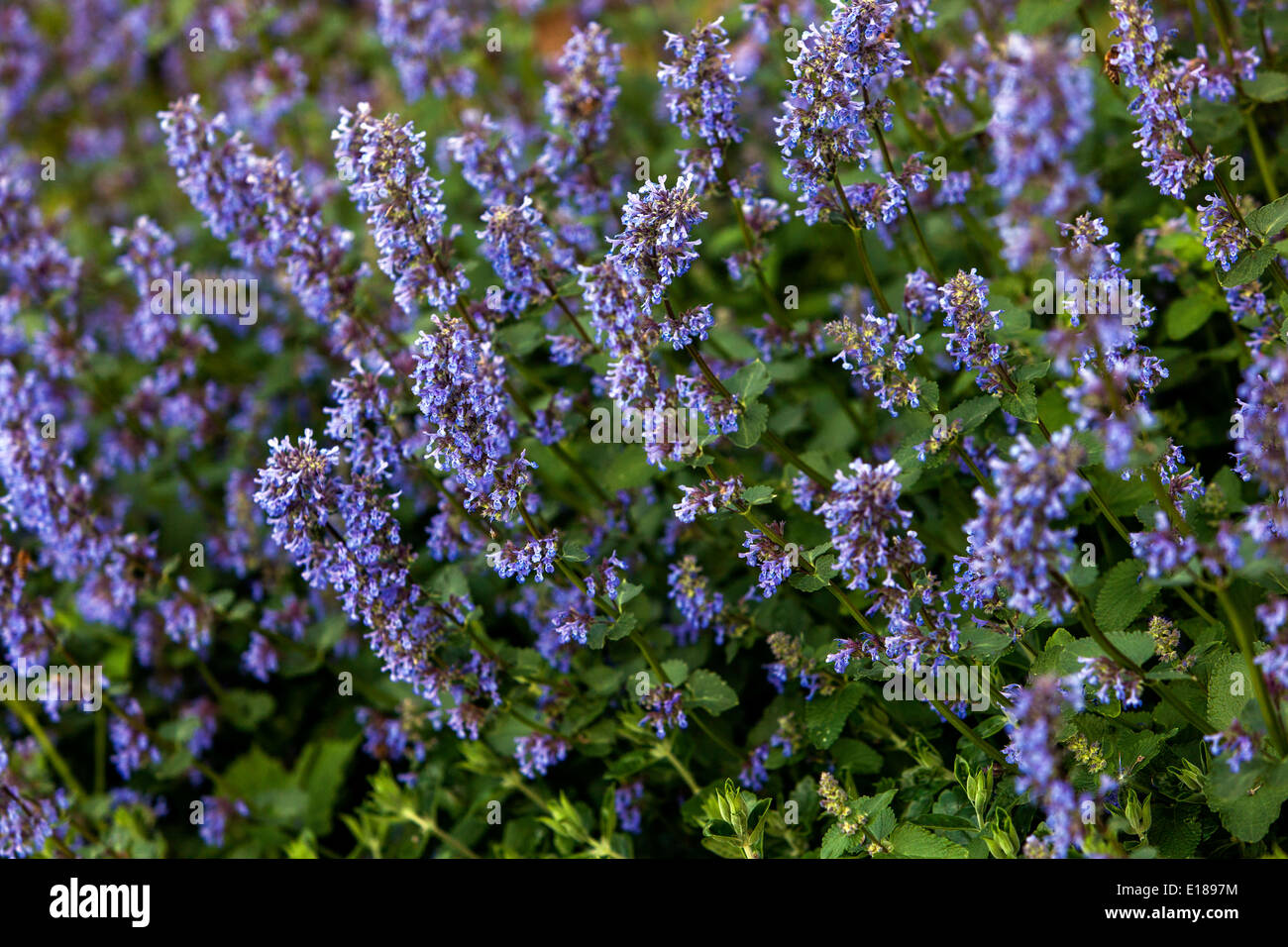 Catnip Nepeta grandiflora 'Zinser's Giant' aromatic plant Stock Photo ...