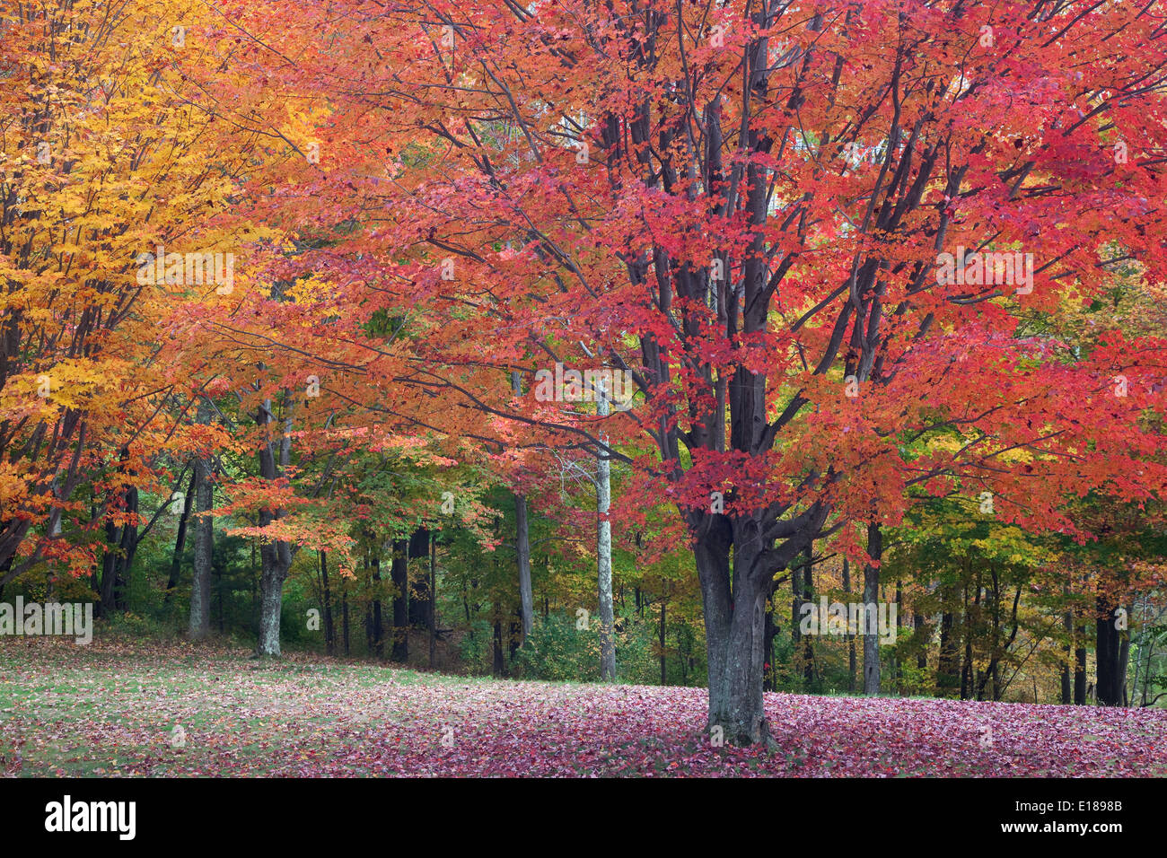 Autumn leaves on trees Stock Photo - Alamy