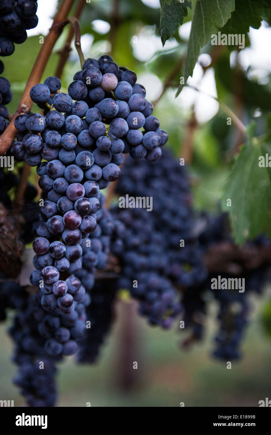 Grapevine in autumn Stock Photo - Alamy