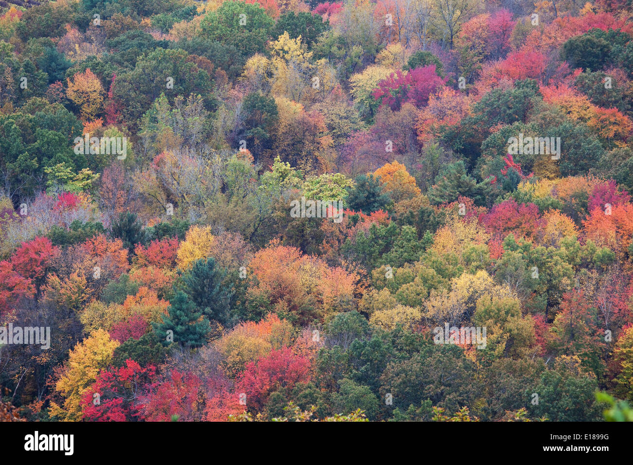 Autumn leaves on trees Stock Photo - Alamy