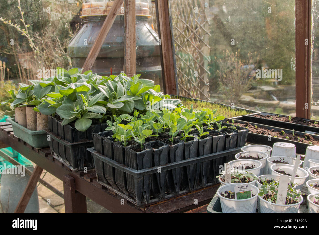 A greenhouse bench showing growing young plants, beans and cabbage ...