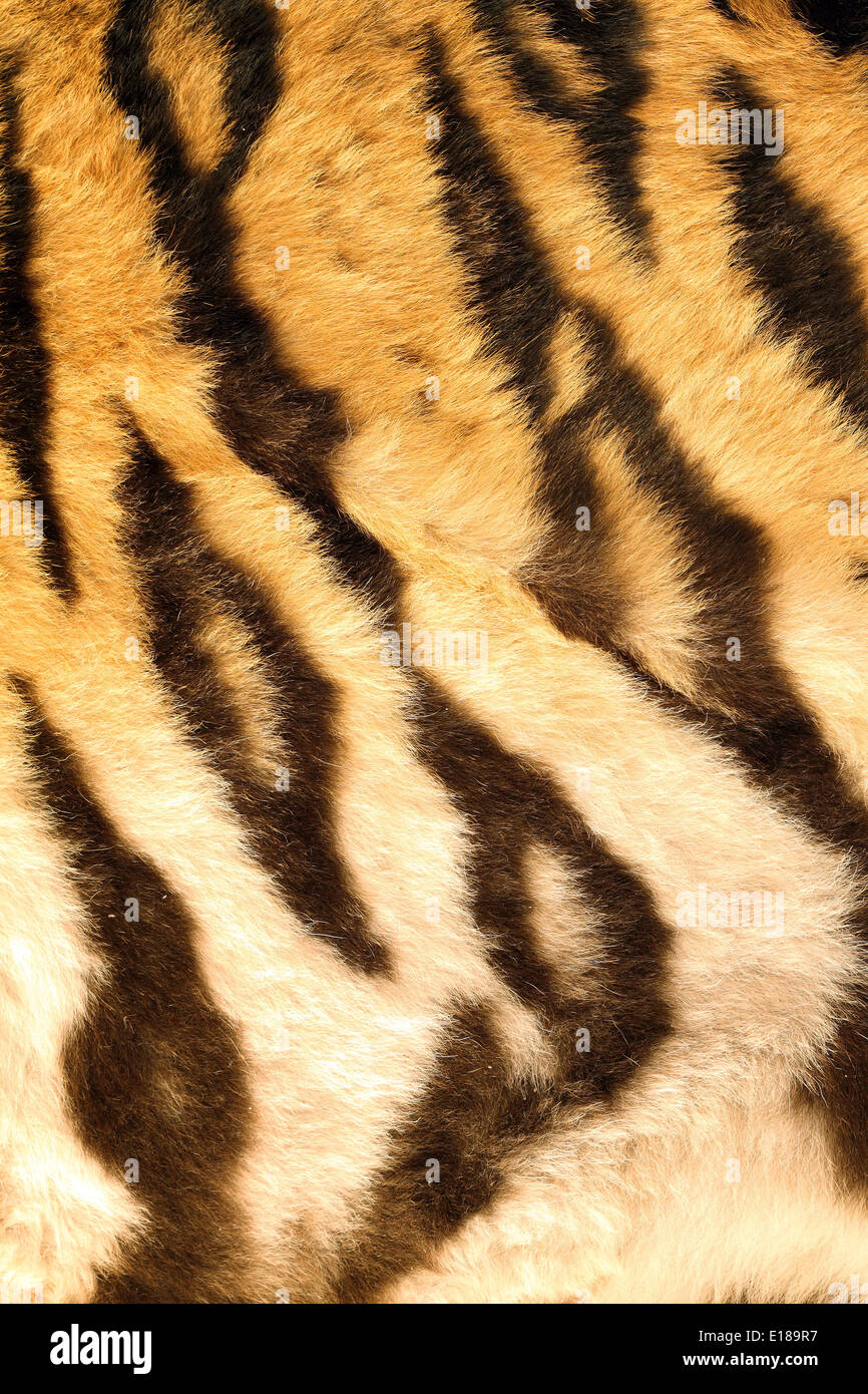 beautiful dark stripes on tiger fur, detailed texture of real pelt ...