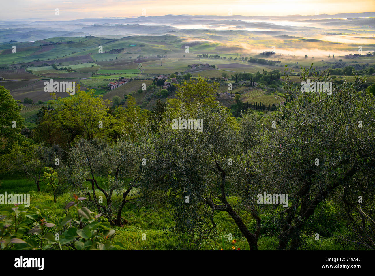 Olive trees in the Tuscan hills at dawn Stock Photo - Alamy