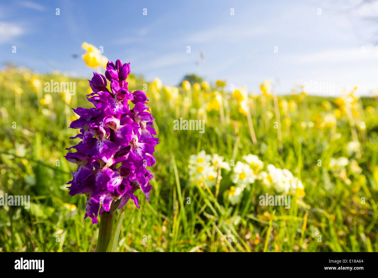 Primrose cowslip hi-res stock photography and images - Alamy