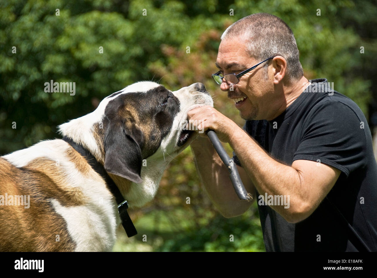 St bernard face hi-res stock photography and images - Alamy