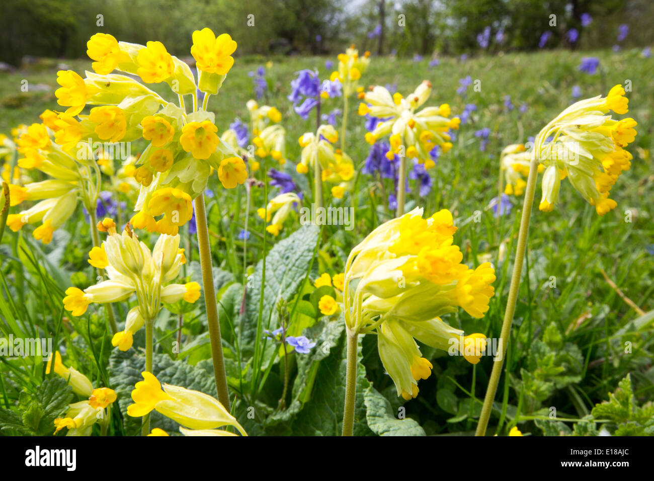 Cowslips tree hi-res stock photography and images - Alamy