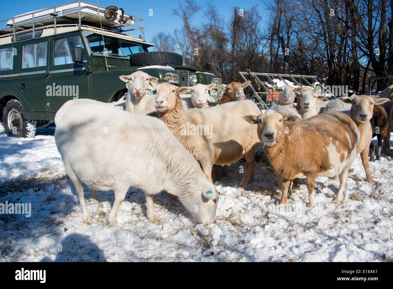Land Rover Series 2a in snow with sheep, in Fallston, MD, USA Stock ...