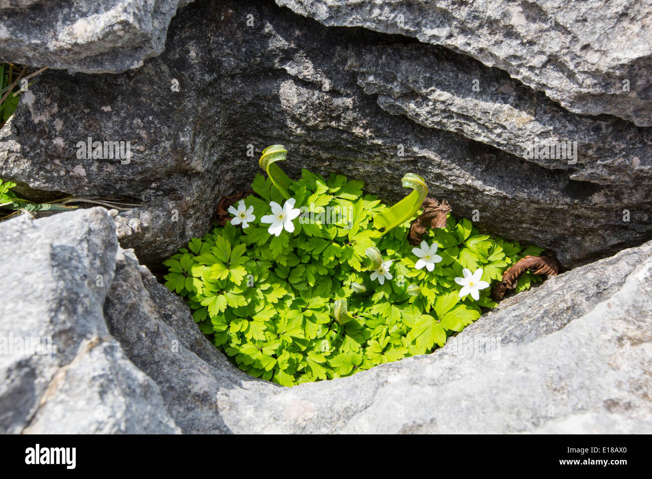 Wood Anemone growing in a gryke on limestone pavement on Moughton ...