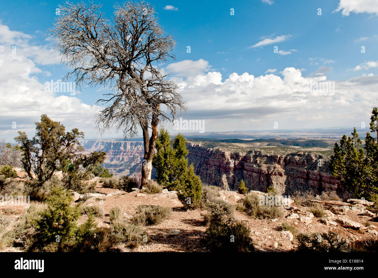 Arizona south rim hi-res stock photography and images - Alamy