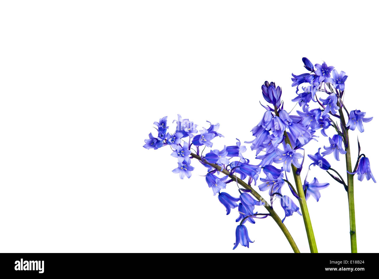 Bluebells hi-res stock photography and images - Alamy