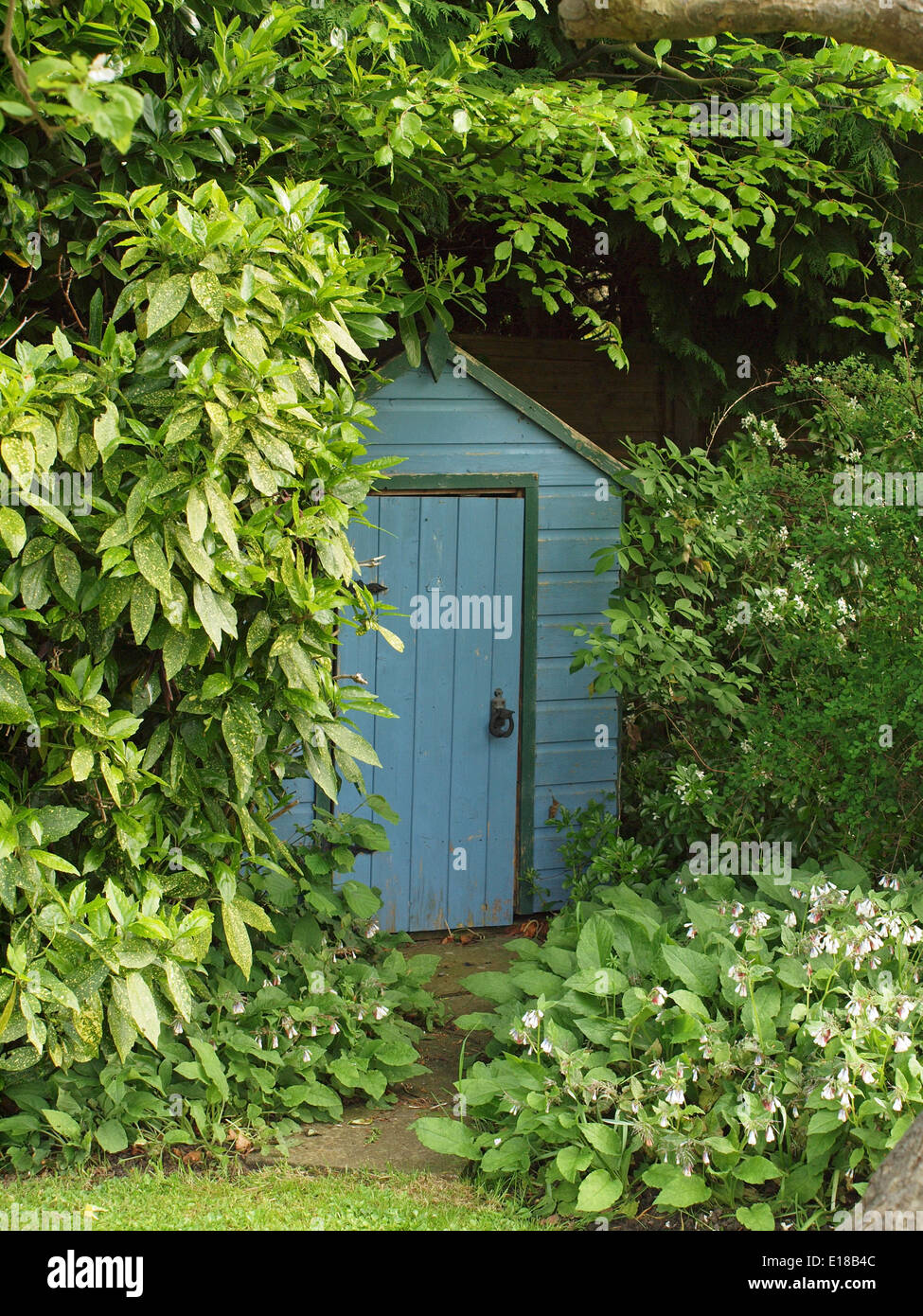 little Blue Garden shed nestling amid foliage of laurel and other ...