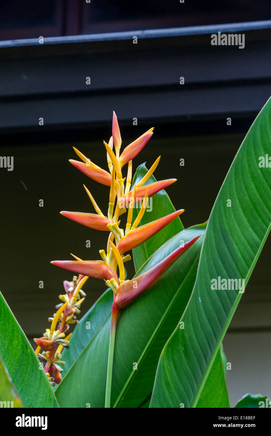 Colorful orange tropical strelitzia flowers Stock Photo - Alamy