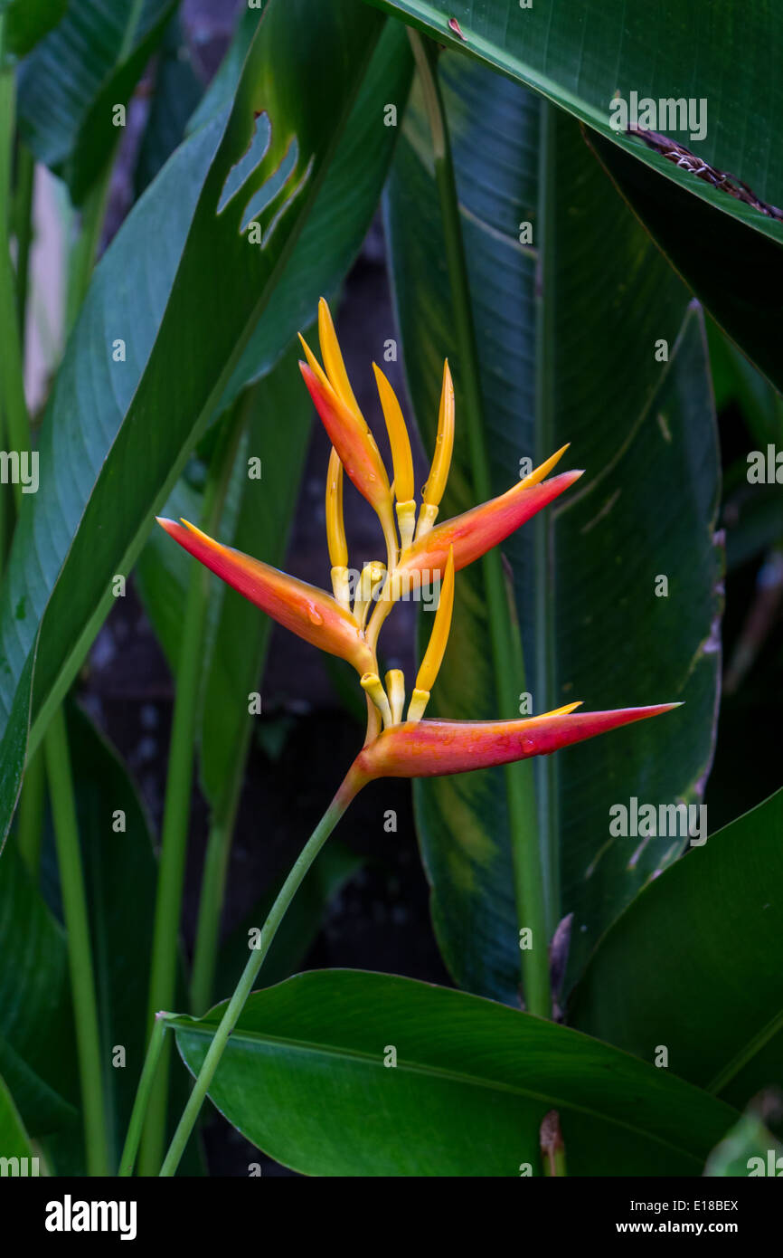 Colorful orange tropical strelitzia flowers Stock Photo - Alamy