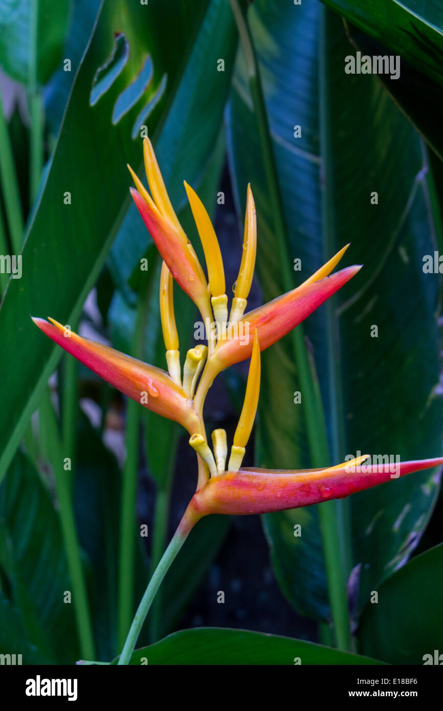 Colorful orange tropical strelitzia flowers Stock Photo - Alamy