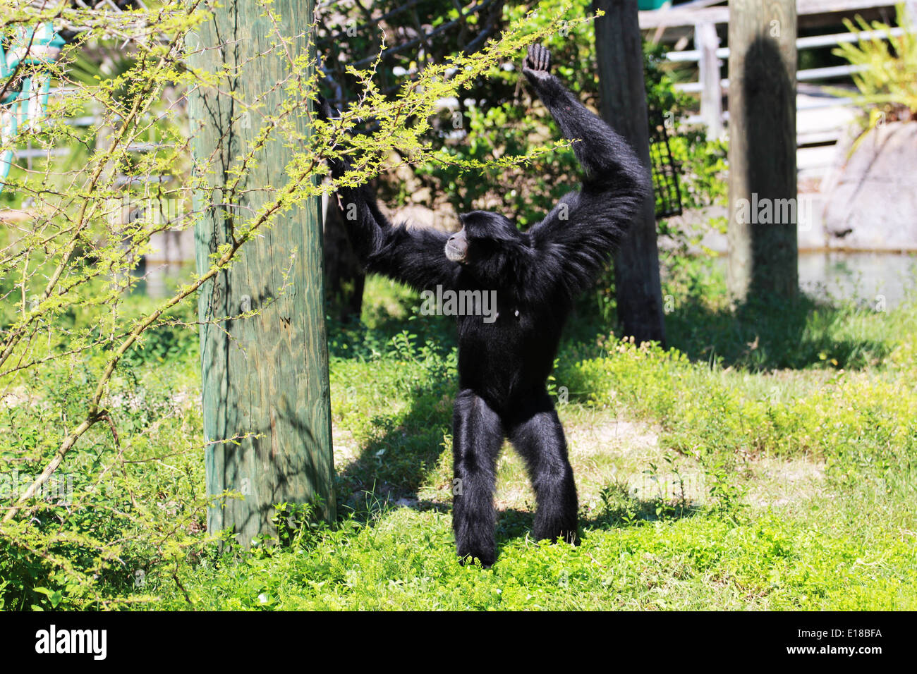 Gibbon hi-res stock photography and images - Alamy