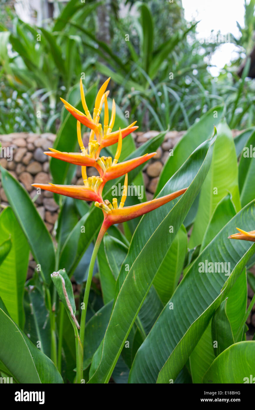 Colorful orange tropical strelitzia flowers Stock Photo - Alamy