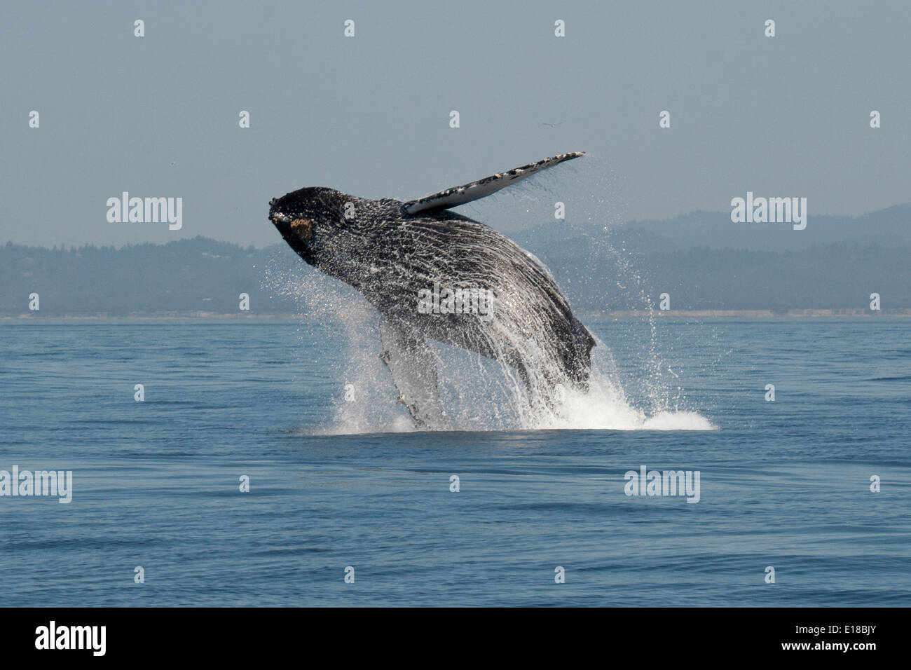 Jumping whale hi-res stock photography and images - Alamy
