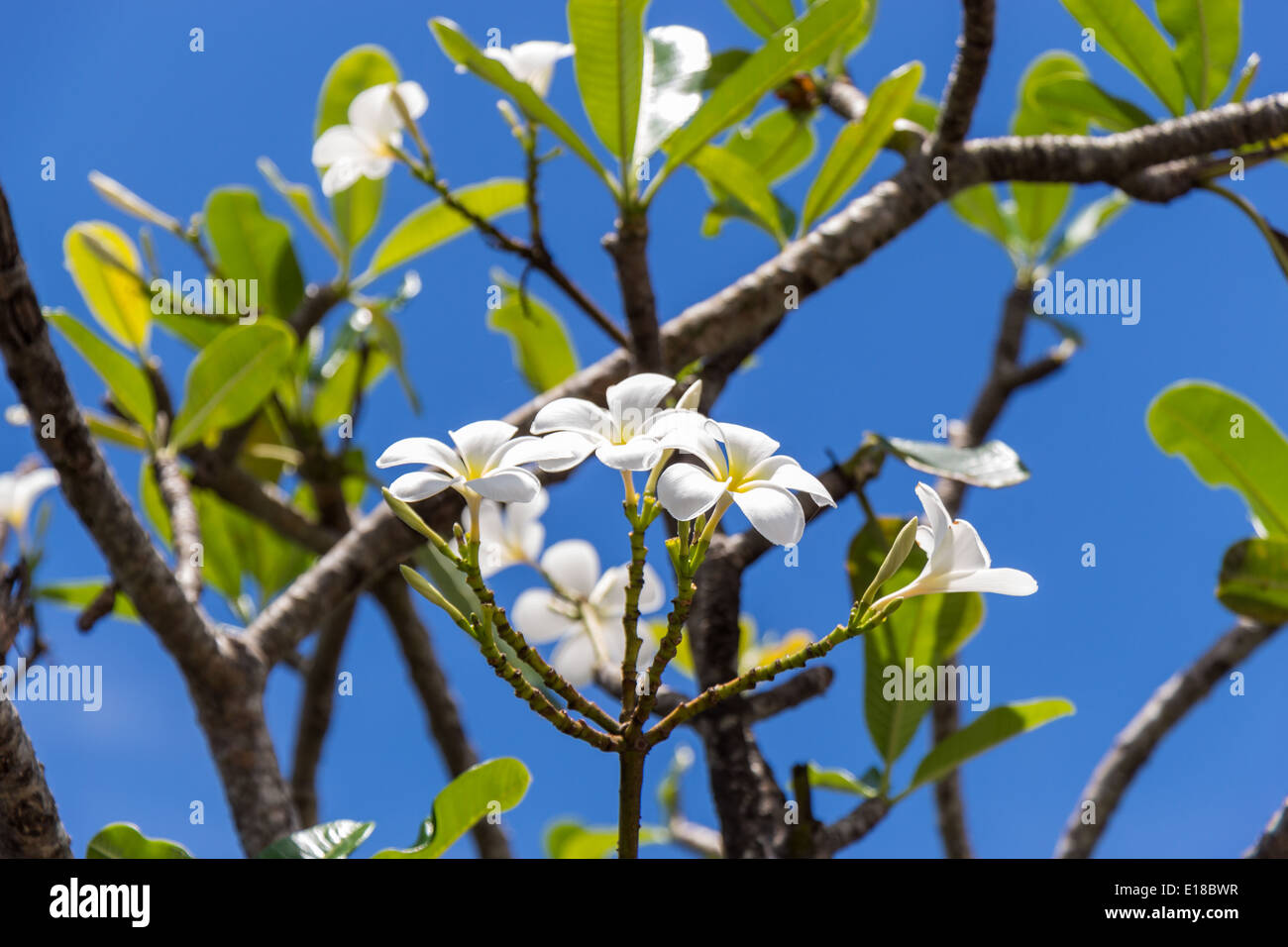 Flowering frangipani tree bali hi-res stock photography and images - Alamy
