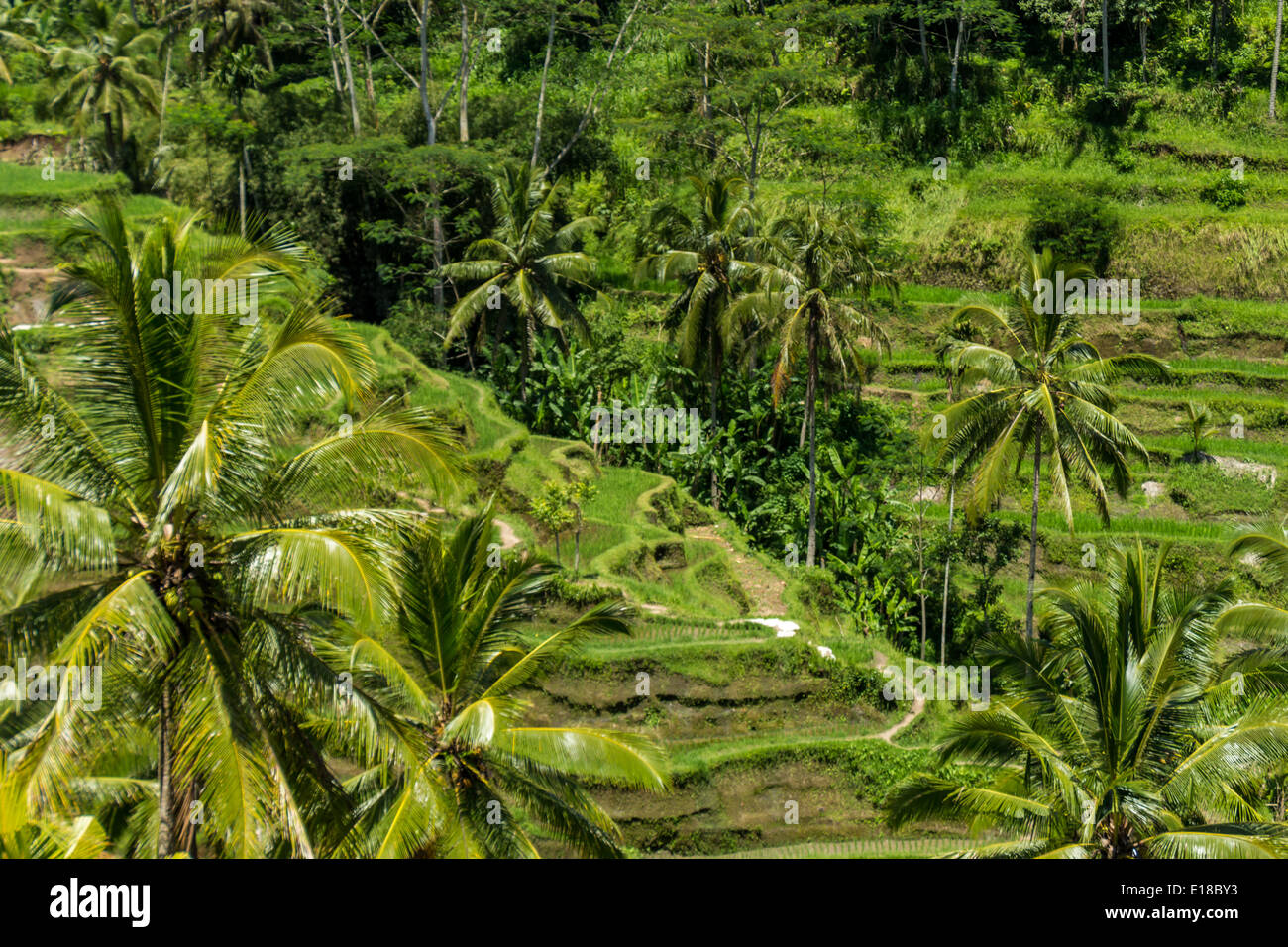 Lush green terraced farmland in Bali on a steep hillside with rice ...